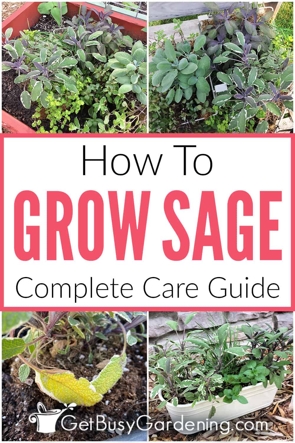 Growing Sage: Complete How To Care Guide - Get Busy Gardening