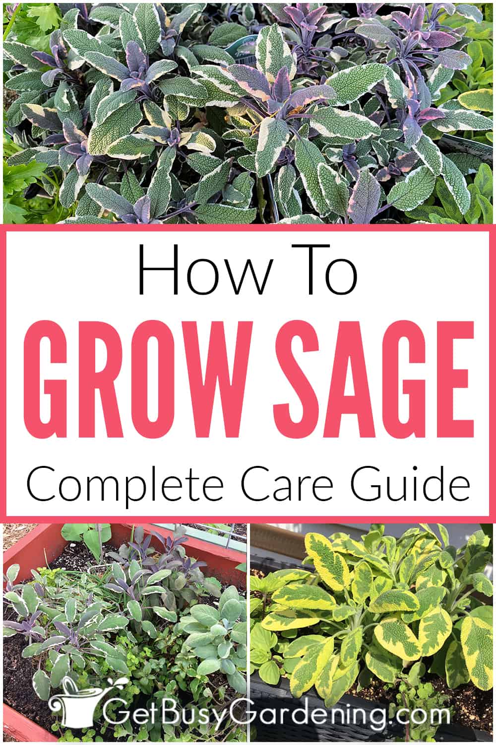 Growing Sage: Complete How To Care Guide - Get Busy Gardening