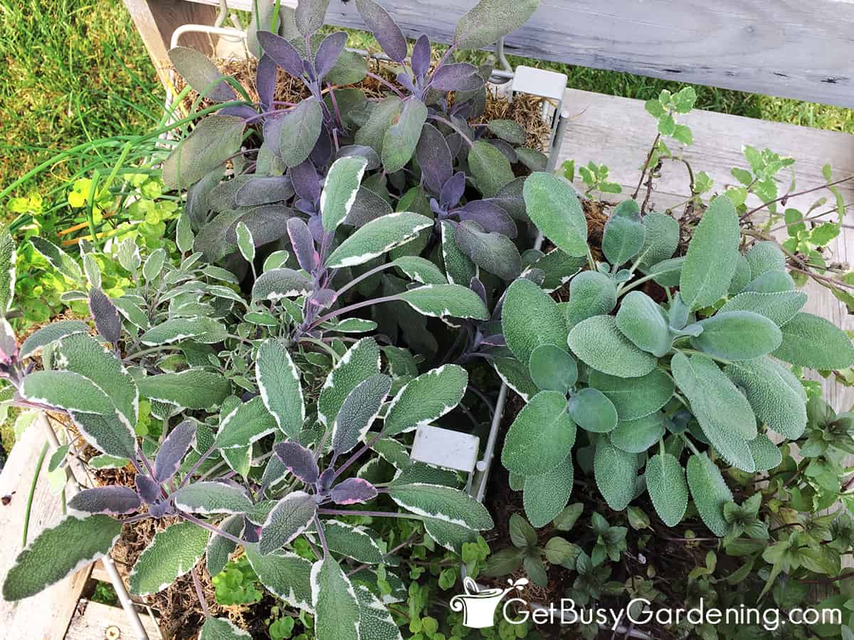 Growing Sage: Complete How To Care Guide - Get Busy Gardening