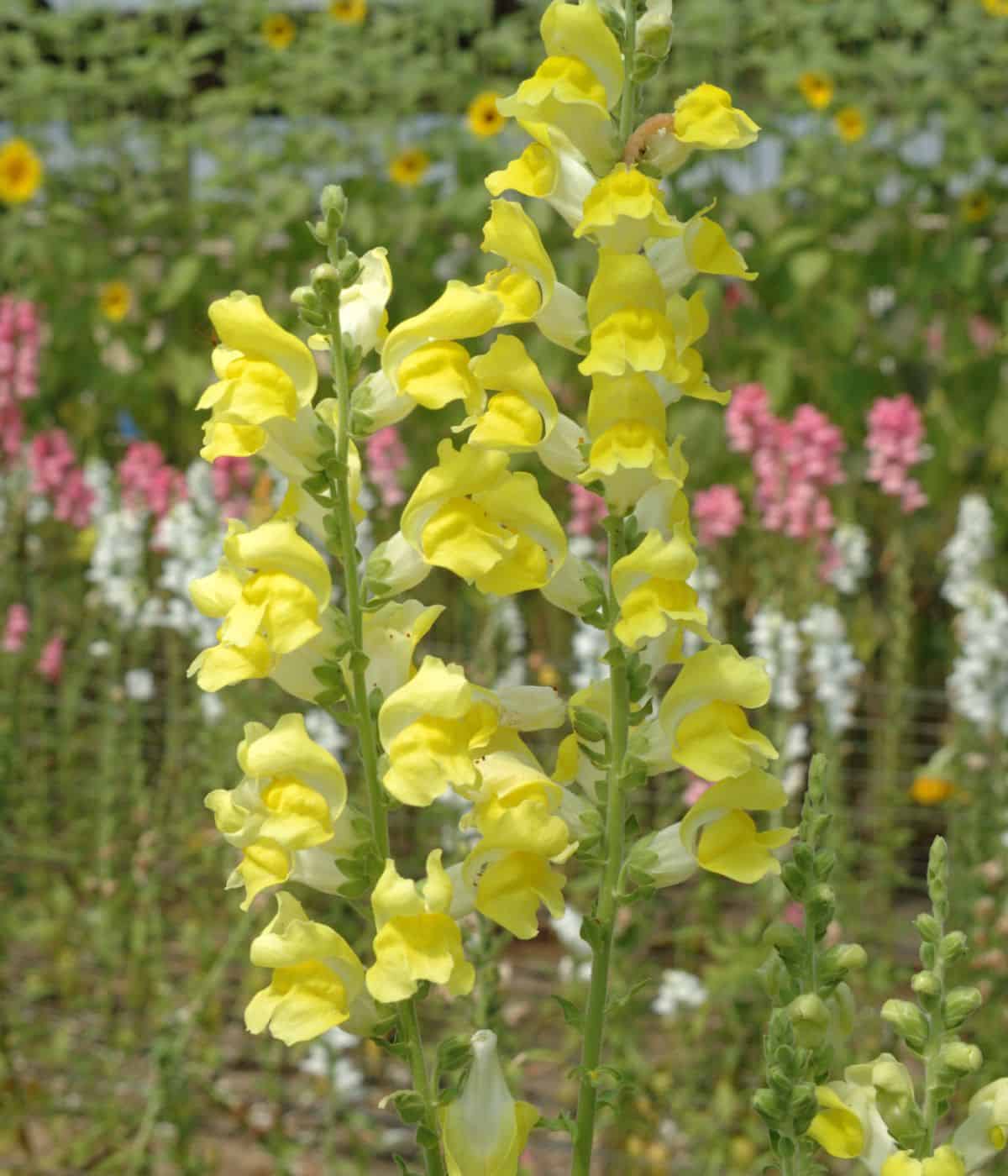 21 Yellow Annual Flowers To Plant This Spring - Get Busy Gardening