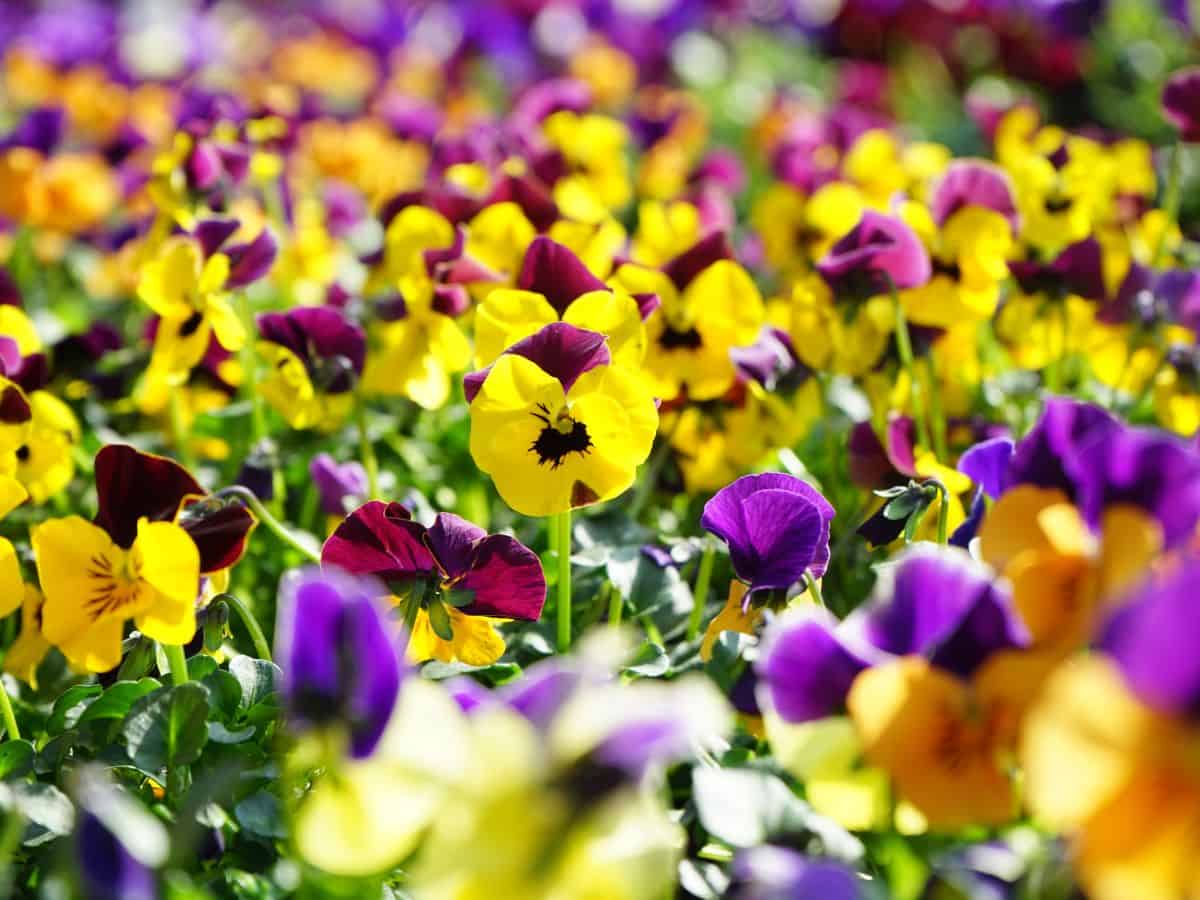 21 Yellow Annual Flowers To Plant This Spring - Get Busy Gardening