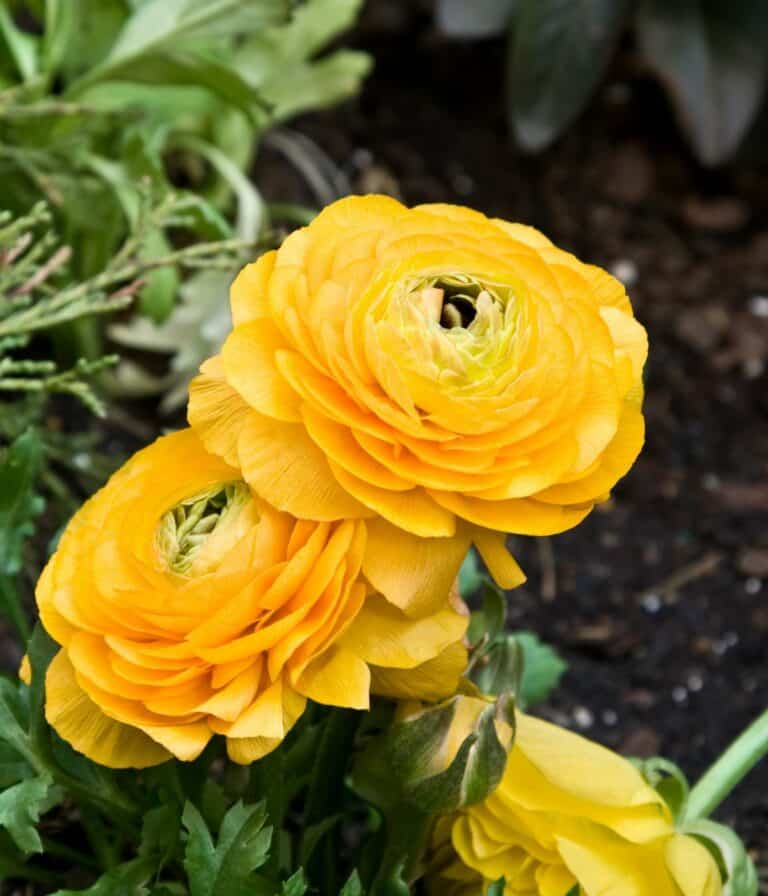 21 Yellow Annual Flowers To Plant This Spring - Get Busy Gardening