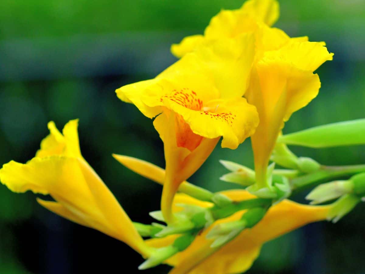 21 Yellow Annual Flowers To Plant This Spring - Get Busy Gardening